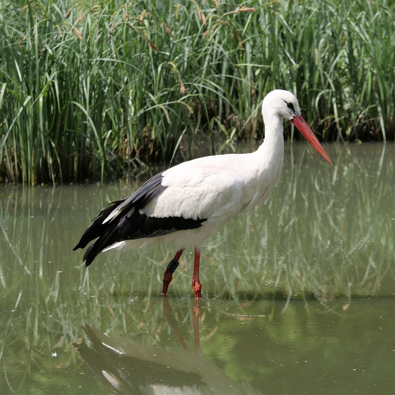 birds | birds picture book in english | free english books for kids